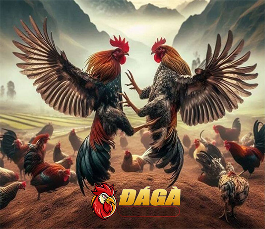 bi-quyet-tro-thanh-cao-thu-da-ga-tren-daga.jpg